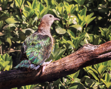 "Green Dove" Bilder – Durchsuchen 739 Archivfotos, Vektorgrafiken und ...
