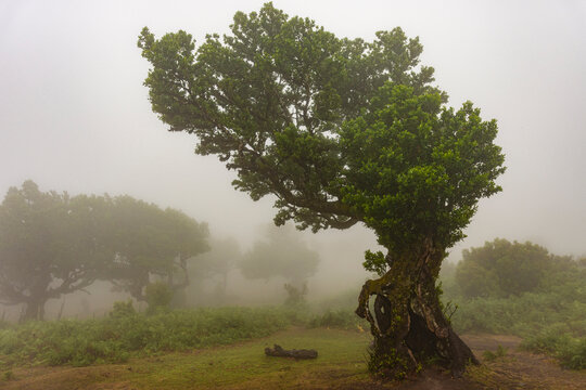 รูปภาพFanal – เลือกดูภาพถ่ายสต็อก เวกเตอร์ และวิดีโอ2,908 | Adobe Stock
