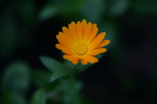 Center Of Interest Photography Examples