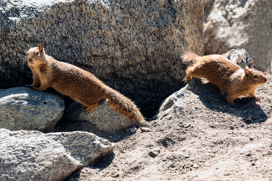 รูปภาพMarmotini – เลือกดูภาพถ่ายสต็อก เวกเตอร์ และวิดีโอ20,877 | Adobe ...