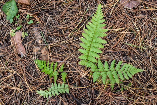 รูปภาพPteridopsida – เลือกดูภาพถ่ายสต็อก เวกเตอร์ และวิดีโอ1,800 ...