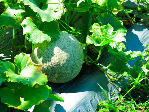 "Melon Field" Immagini - Sfoglia 568 foto, vettoriali e video Stock ...