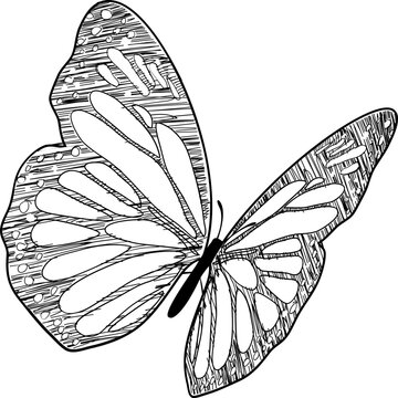 Butterfly Drawing Imej – Semak Imbas 5,718 Foto, Vektor dan Video Stok ...
