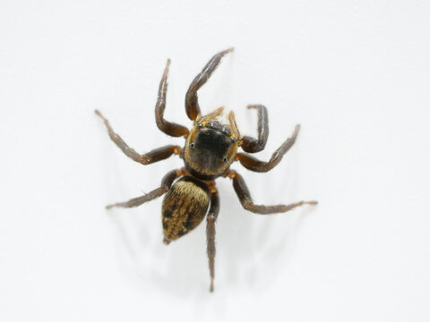 รูปภาพGaebul – เลือกดูภาพถ่ายสต็อก เวกเตอร์ และวิดีโอ748 | Adobe Stock