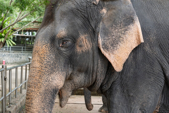 Pachydermal Bilder – Durchsuchen 1,112 Archivfotos, Vektorgrafiken und ...