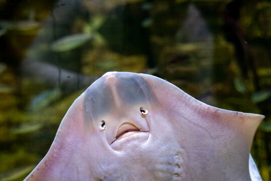 Baby Stingray Face