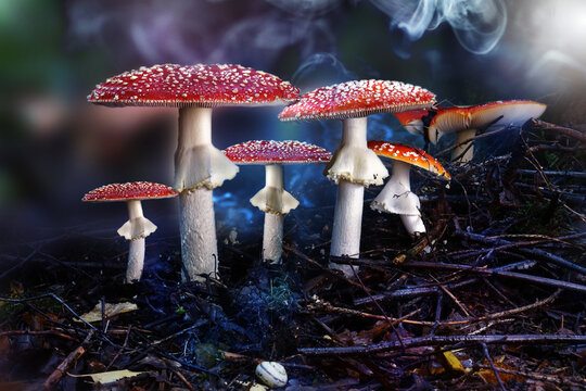 Wald-Champignon Bilder – Durchsuchen 2,964 Archivfotos, Vektorgrafiken ...