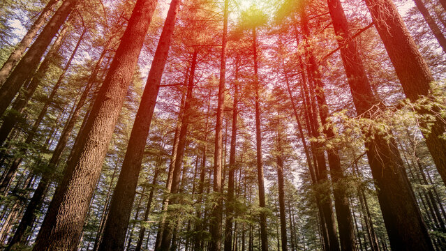 「Forestation」の画像 - 12,612 件の Stock 写真、ベクターおよびビデオ | Adobe Stock