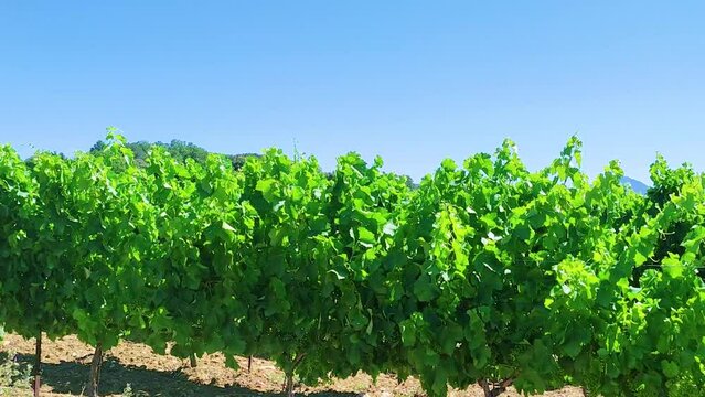 "Champ De Vigne" 影像 – 瀏覽 275 個素材庫相片、向量圖和影片 | Adobe Stock