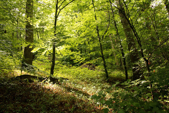 รูปภาพImmersion – เลือกดูภาพถ่ายสต็อก เวกเตอร์ และวิดีโอ32,587 | Adobe ...