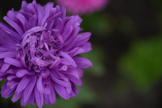 "Purple Aster" Images – Browse 317 Stock Photos, Vectors, and Video ...