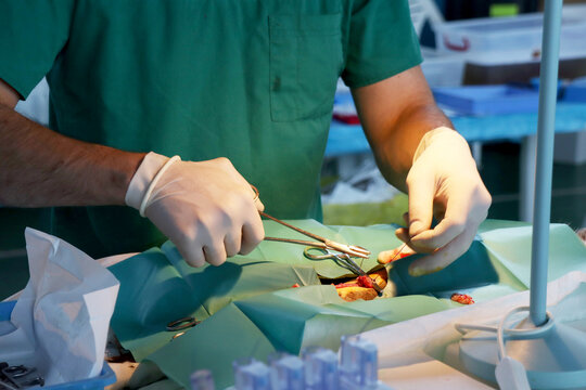 Gonadectomy Bilder – Durchsuchen 4,884 Archivfotos, Vektorgrafiken und ...