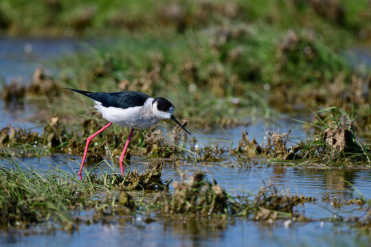 Pernilongo Bilder – Durchsuchen 92 Archivfotos, Vektorgrafiken und ...