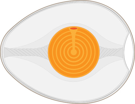 Latebra Images – Browse 7 Stock Photos, Vectors, and Video | Adobe Stock