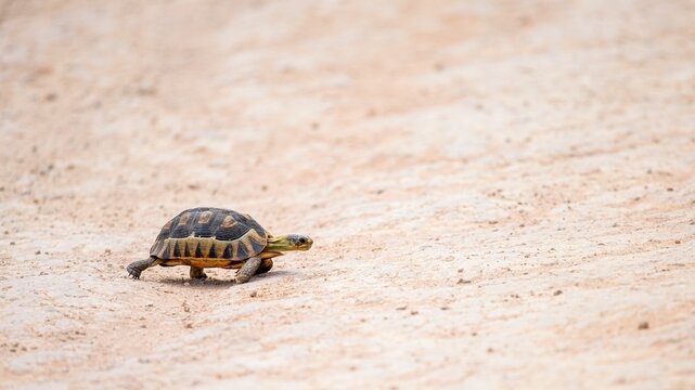 "Angulate Tortoise" Images – Browse 133 Stock Photos, Vectors, and ...