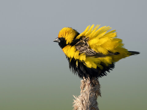 「Granivore」の画像 - 2,274 件の Stock 写真、ベクターおよびビデオ | Adobe Stock