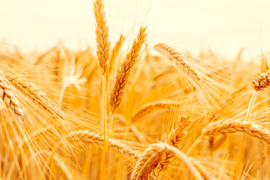 Imágenes de Trigal: descubre bancos de fotos, ilustraciones, vectores y ...