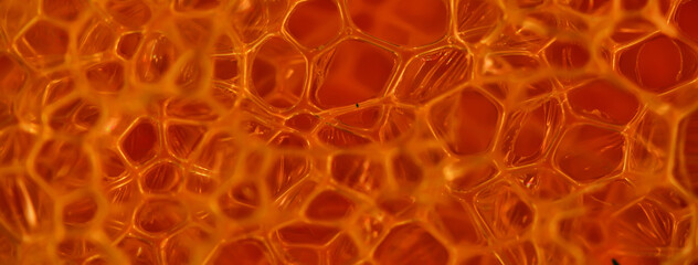 15+ Free Microbiology Wallpaper | Free HD Downloads - Pikwizard