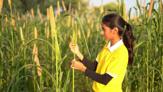 Millets Banner Images – Browse 637 Stock Photos, Vectors, and Video ...