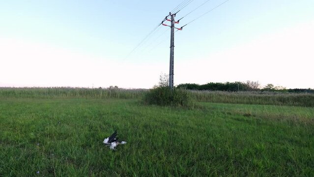 Electrocute Video Footage – Browse 2,689 HD Stock Video and Footage ...