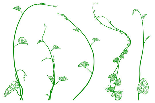 Vines Images – Browse 178,839 Stock Photos, Vectors, and Video | Adobe ...