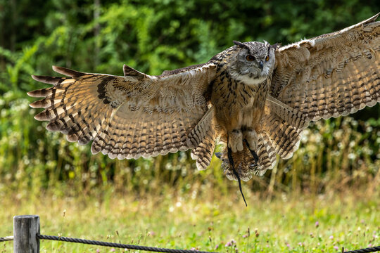 Biggest Owl In The World