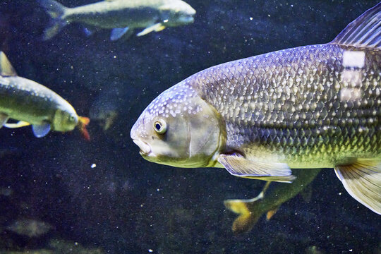 รูปภาพCyprinids – เลือกดูภาพถ่ายสต็อก เวกเตอร์ และวิดีโอ5,483 | Adobe Stock