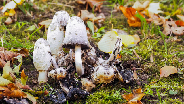 รูปภาพGiftpilz – เลือกดูภาพถ่ายสต็อก เวกเตอร์ และวิดีโอ14,265 | Adobe Stock