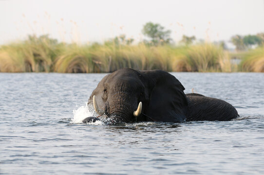 รูปภาพImmersion – เลือกดูภาพถ่ายสต็อก เวกเตอร์ และวิดีโอ32,587 | Adobe ...