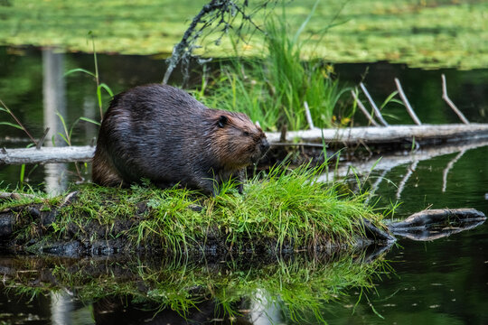 "Beaver Pelt" Bilder – Durchsuchen 295 Archivfotos, Vektorgrafiken und ...