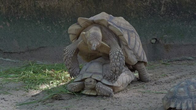 "Land Tortoise" Images – Browse 286 Stock Photos, Vectors, and Video ...