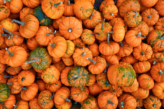 "Jack Be Little" Images – Browse 680 Stock Photos, Vectors, and Video ...