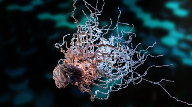 Zotten Bilder – Durchsuchen 3,575 Archivfotos, Vektorgrafiken und ...