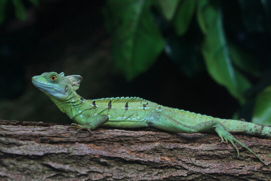 Lappen bilder – Bläddra bland 2,782 stockfoton, vektorer och videor ...
