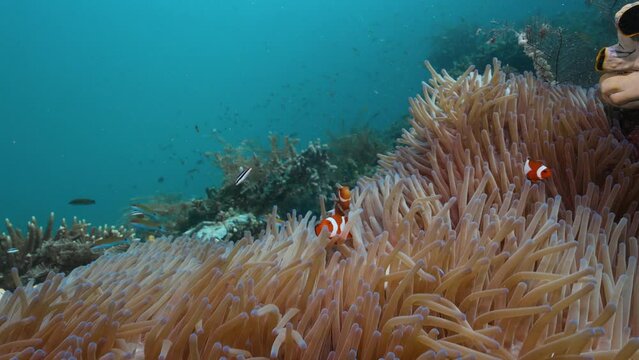 Anenome Images – Browse 758 Stock Photos, Vectors, and Video | Adobe Stock