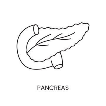 Pancreas Drawing