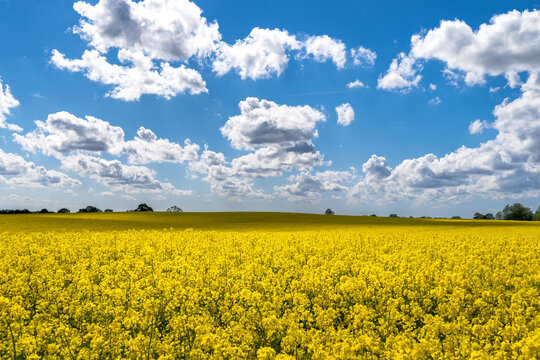 Rapssaat Bilder – Durchsuchen 50,520 Archivfotos, Vektorgrafiken und ...