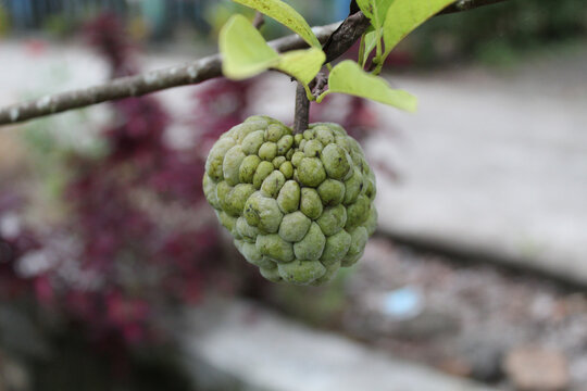 Attier Images – Parcourir 3,050 le catalogue de photos, vecteurs et ...