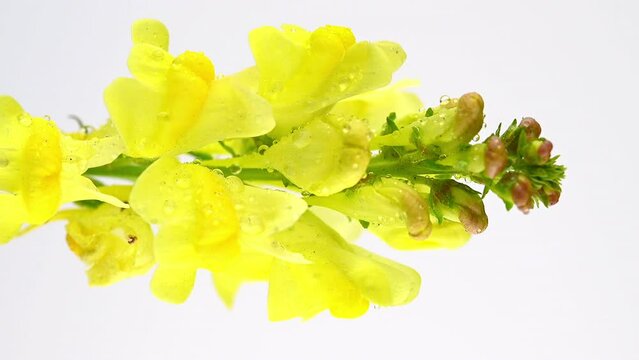 รูปภาพFlaxweed – เลือกดูภาพถ่ายสต็อก เวกเตอร์ และวิดีโอ18 | Adobe Stock