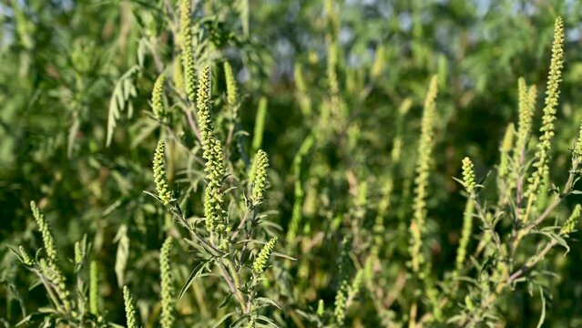 รูปภาพRagweed – เลือกดูภาพถ่ายสต็อก เวกเตอร์ และวิดีโอ13,418 | Adobe Stock