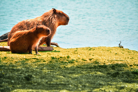 Chiguiro Bilder – Durchsuchen 13,116 Archivfotos, Vektorgrafiken und ...