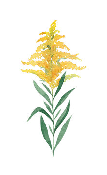 Goldenrod Flower Clipart