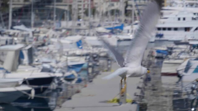 Mouring Bilder – Durchsuchen 116 Archivfotos, Vektorgrafiken und Videos ...