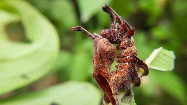 รูปภาพFagi – เลือกดูภาพถ่ายสต็อก เวกเตอร์ และวิดีโอ129 | Adobe Stock