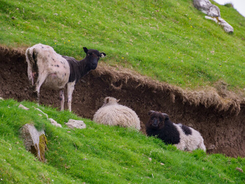 รูปภาพBaa-Lamb – เลือกดูภาพถ่ายสต็อก เวกเตอร์ และวิดีโอ387 | Adobe Stock