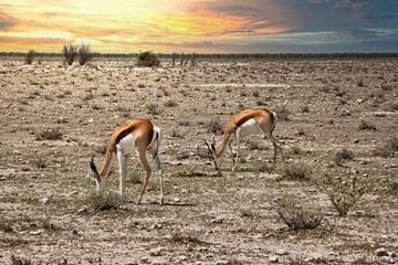 Graceful Springbok Grazing Among Vibrant Yellow Flowers in African ...