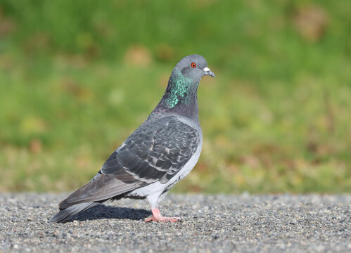 Piegon Bilder – Durchsuchen 259 Archivfotos, Vektorgrafiken und Videos ...