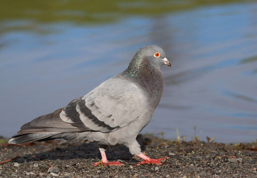Piegon bilder – Bläddra bland 297 stockfoton, vektorer och videor ...