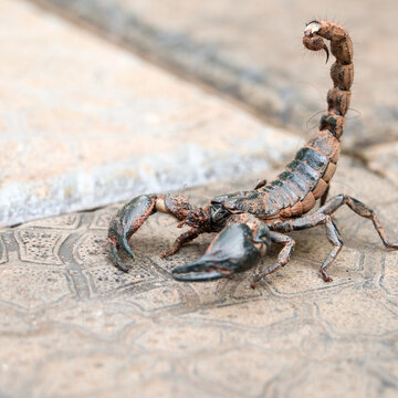 รูปภาพScorpionidae – เลือกดูภาพถ่ายสต็อก เวกเตอร์ และวิดีโอ181 | Adobe ...