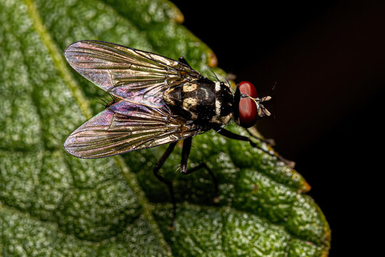 Muscidae Bilder – Durchsuchen 1,706 Archivfotos, Vektorgrafiken und ...